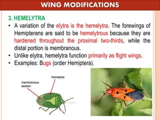 Insect wing venation and Its modification Dr.Sunil Prajapati | PPTX