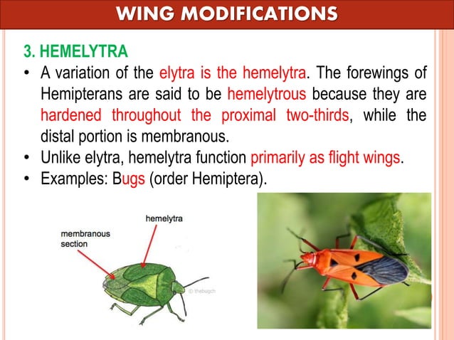 Insect wing venation and Its modification Dr.Sunil Prajapati | PPTX