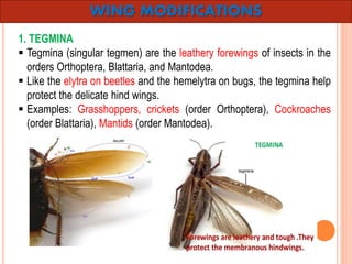 Insect wing venation and Its modification Dr.Sunil Prajapati | PPT