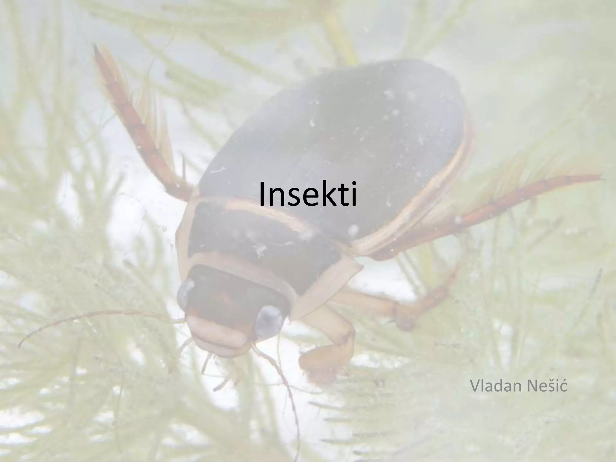 Insekti | PPTX