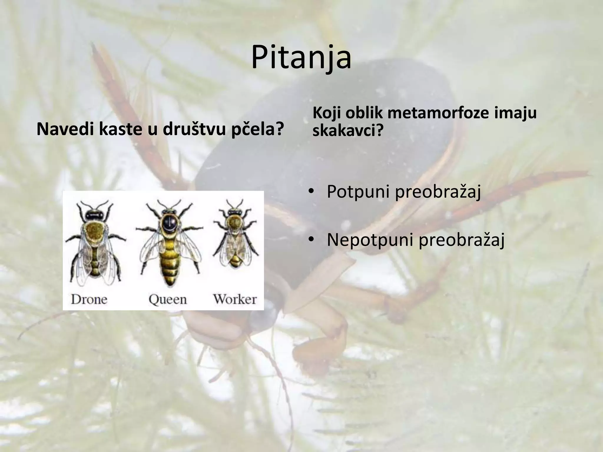 Insekti | PPTX