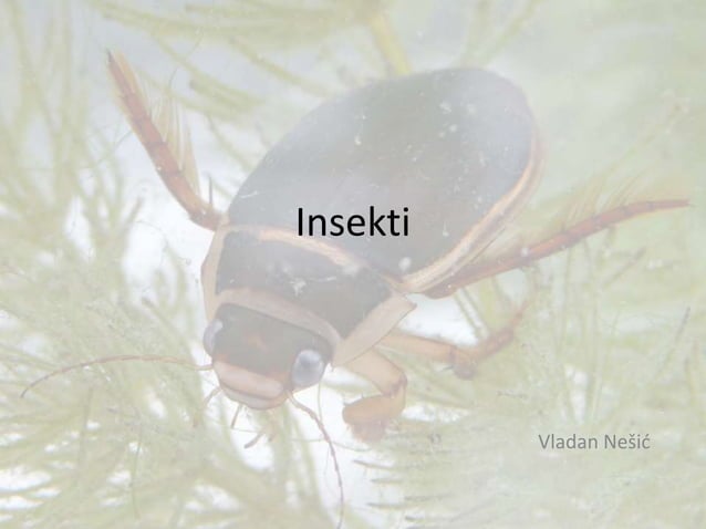 Insekti | PPTX