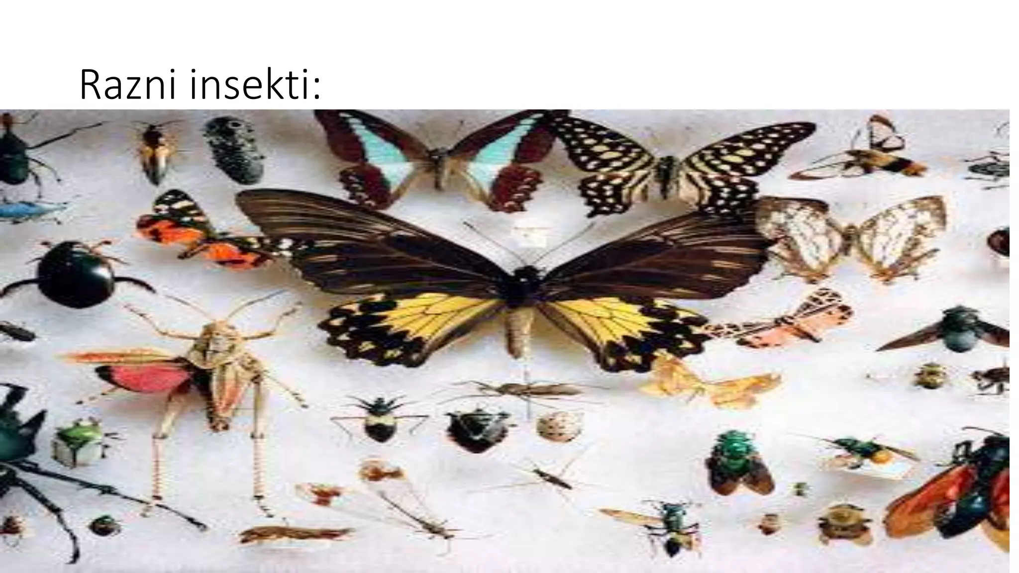 Insekti.pptx