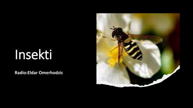Insekti.pptx