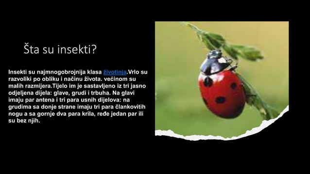 Insekti.pptx