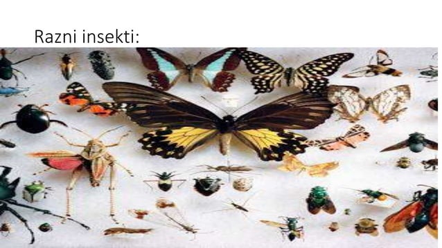 Insekti.pptx