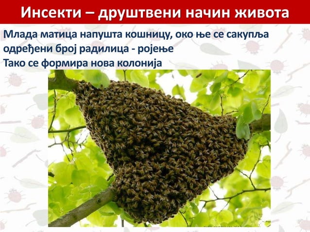 insekti.pptx