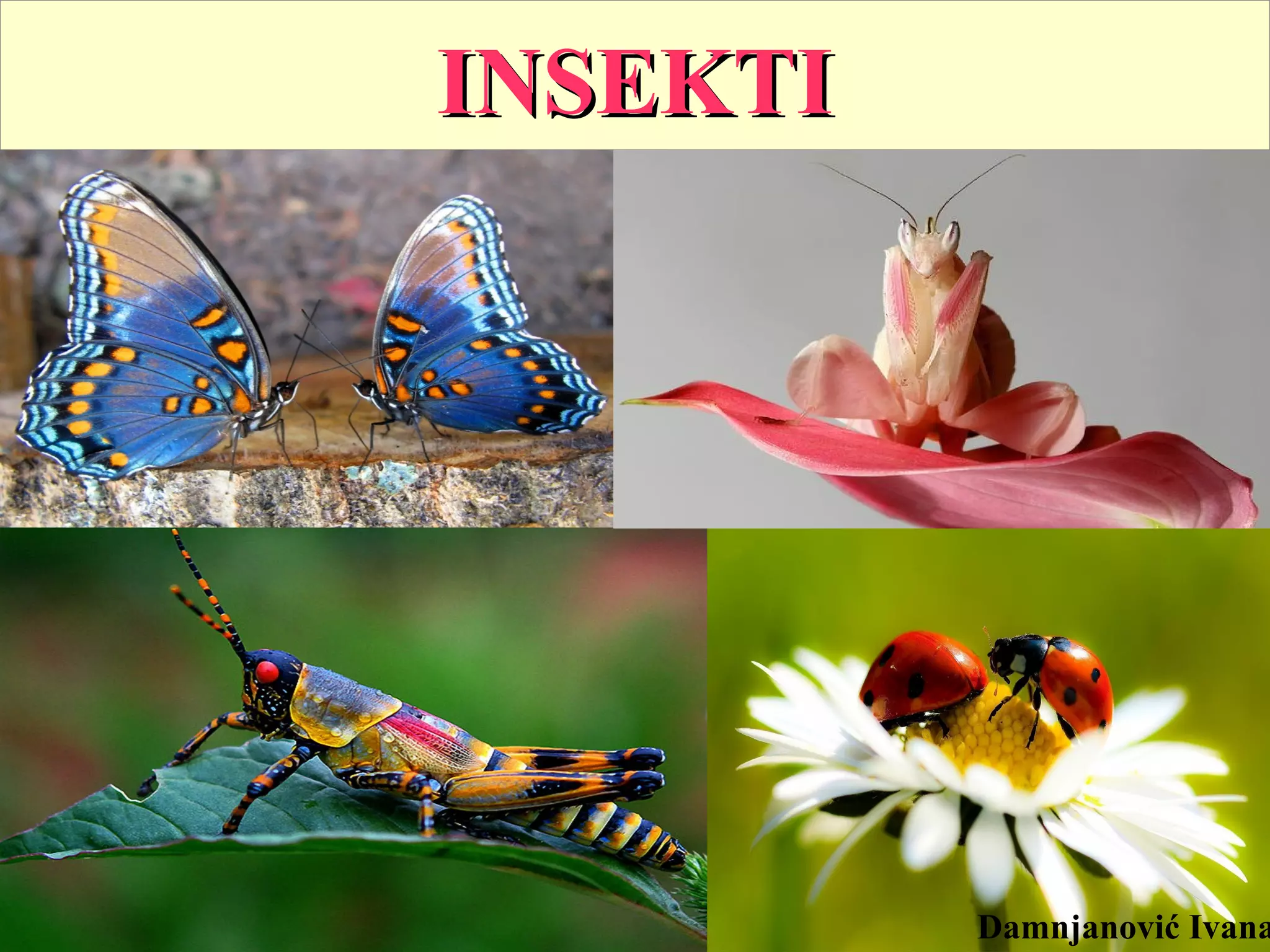 Insekti - opšte odlike | PPT