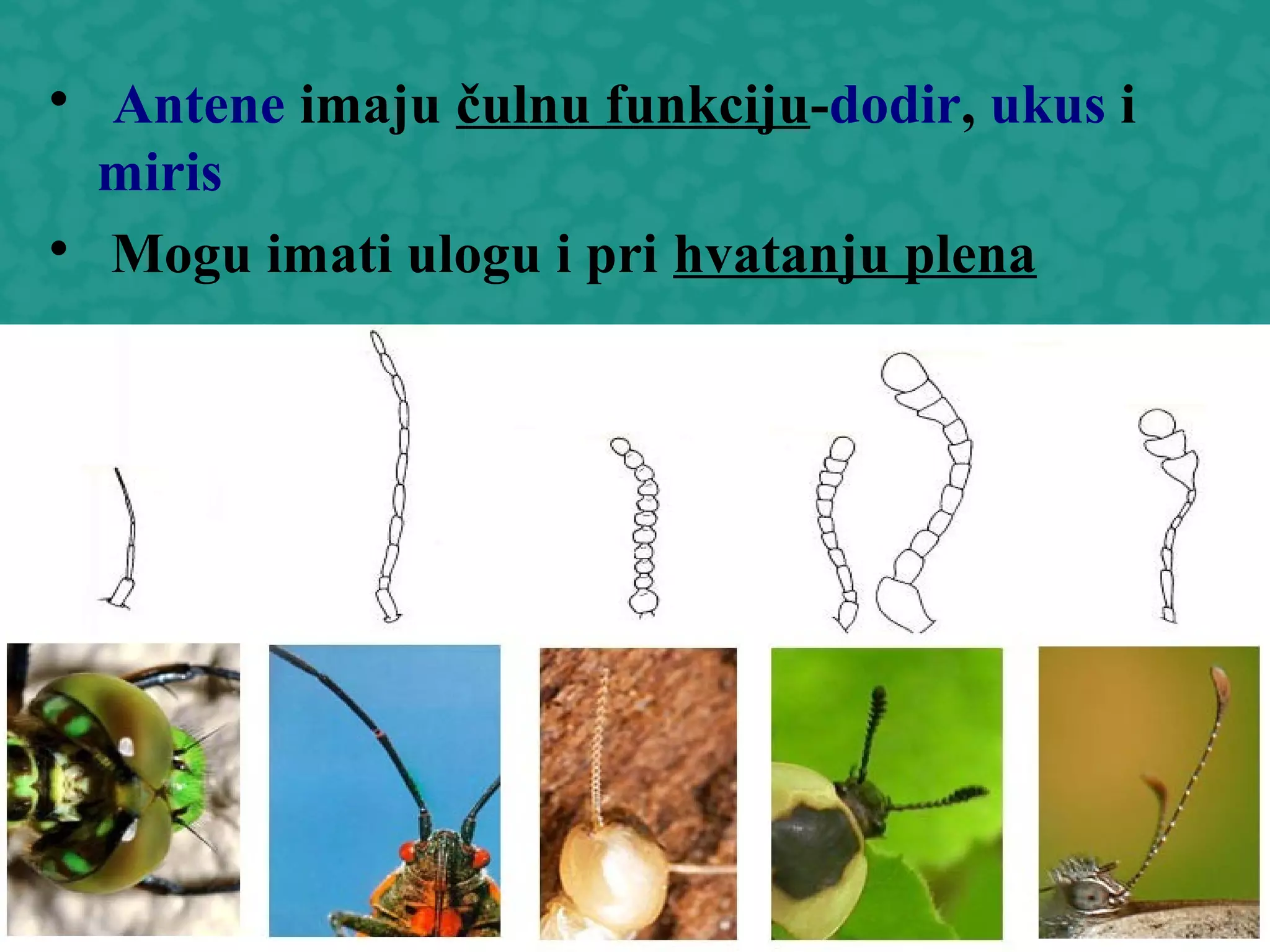Insekti - opšte odlike | PPT