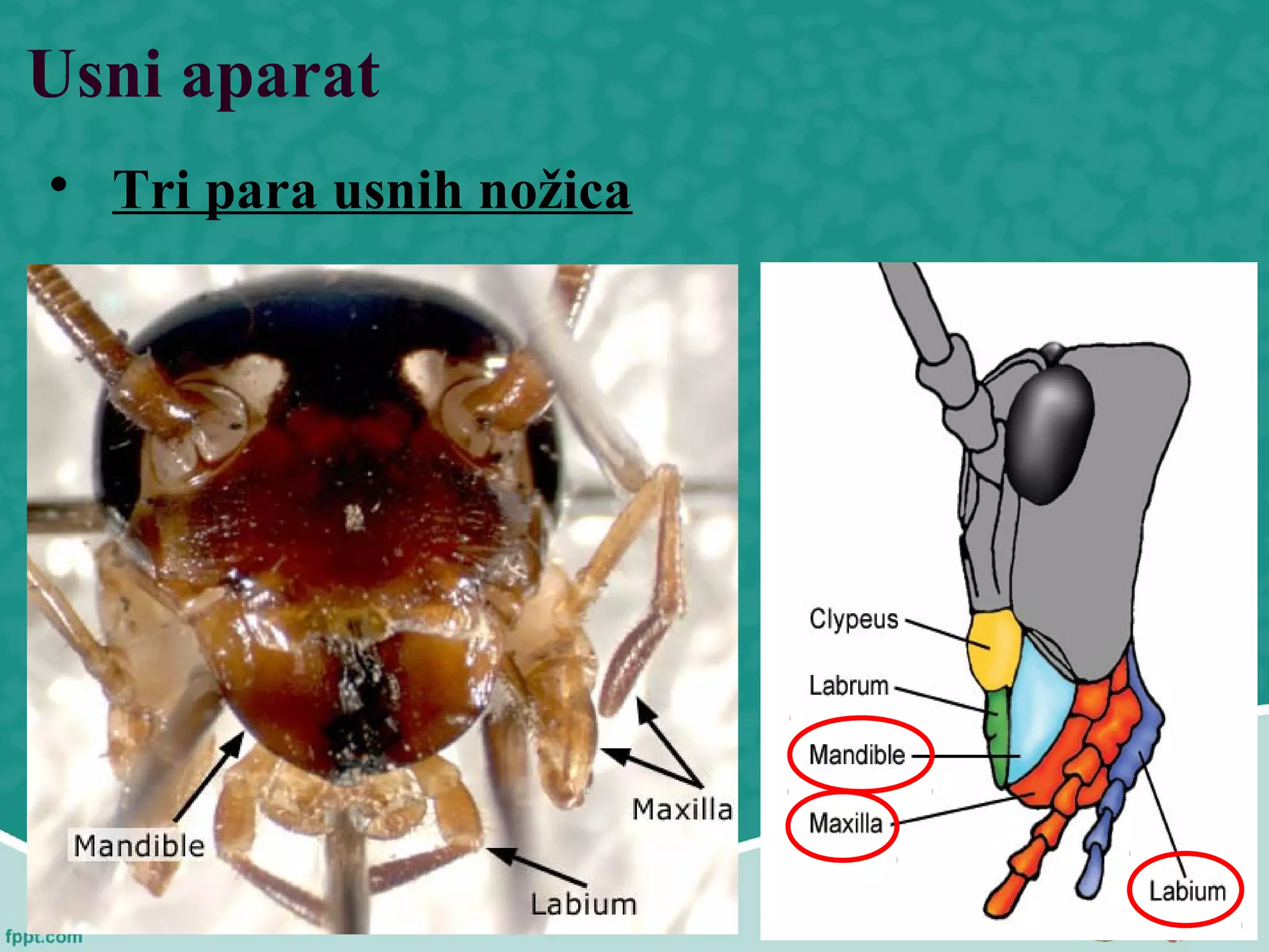 Insekti - opšte odlike | PPT