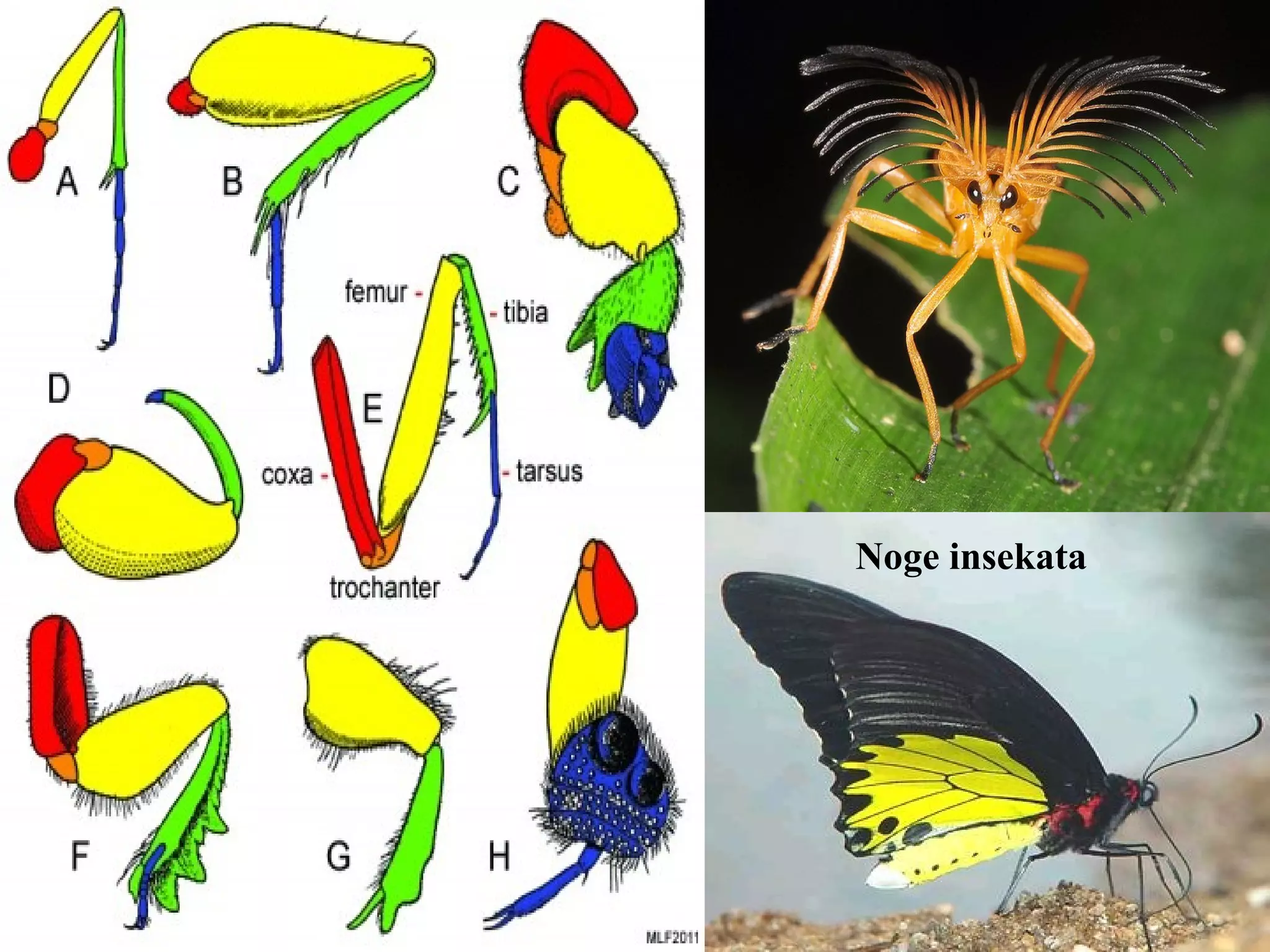 Insekti - opšte odlike | PPT