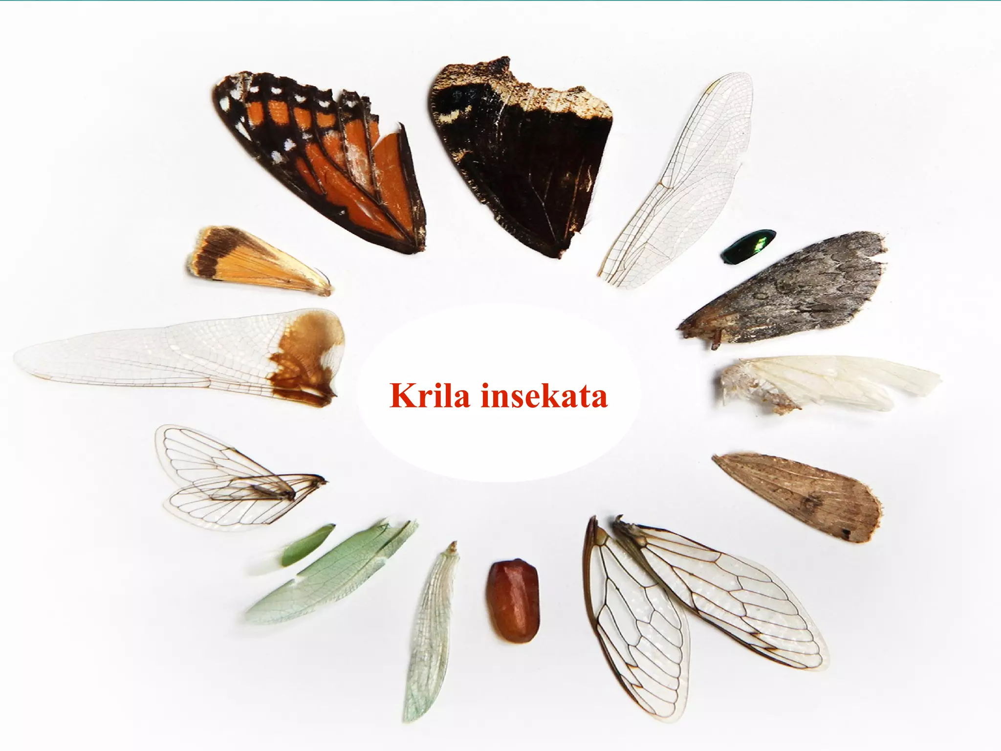 Insekti - opšte odlike | PPT