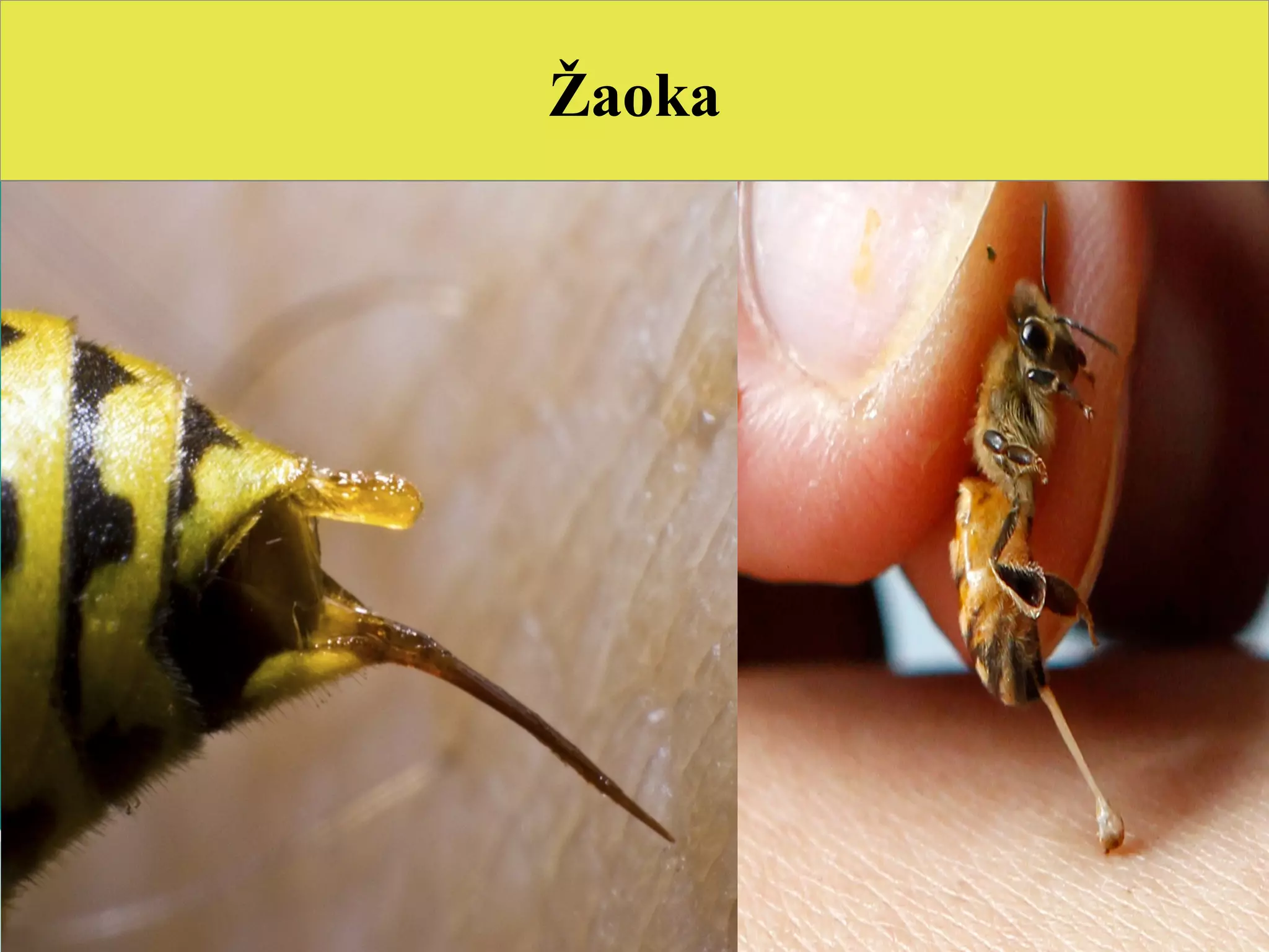 Insekti - opšte odlike | PPT