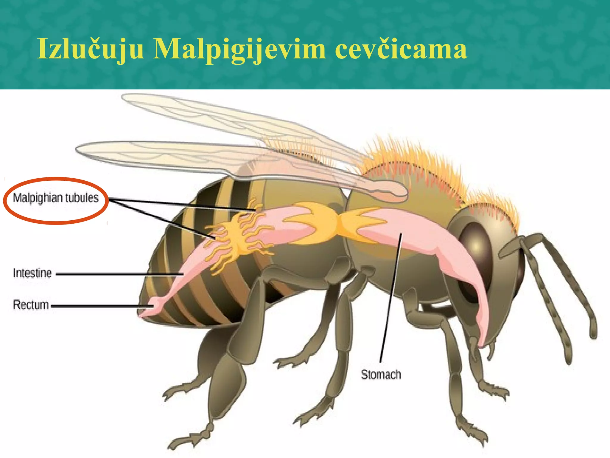 Insekti - opšte odlike | PPT