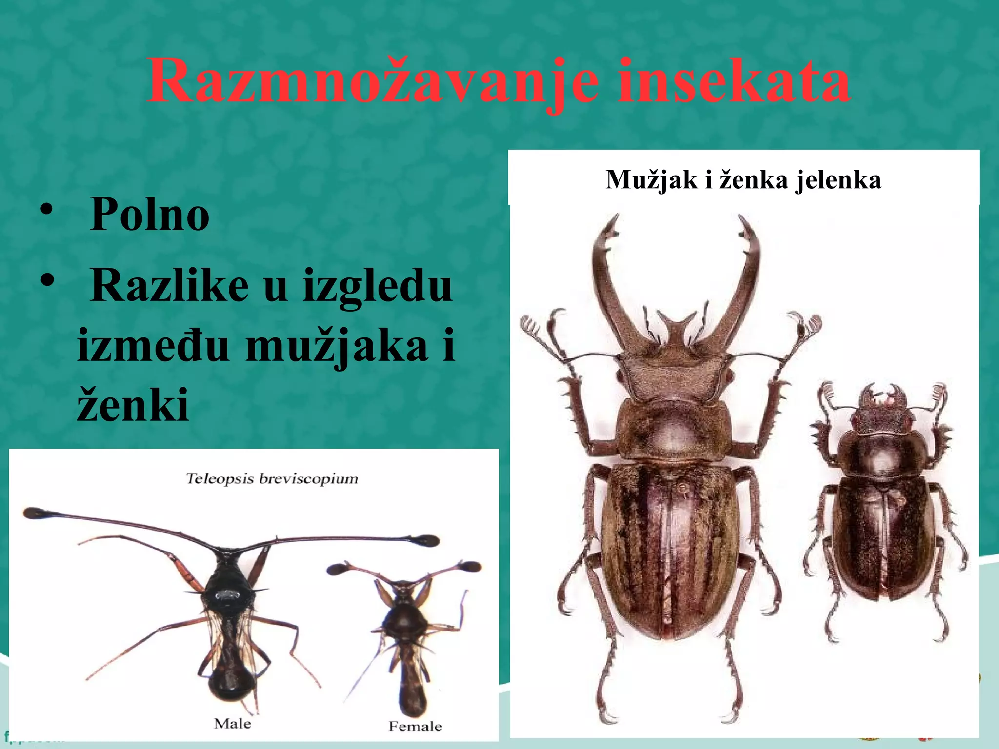 Insekti - opšte odlike | PPT