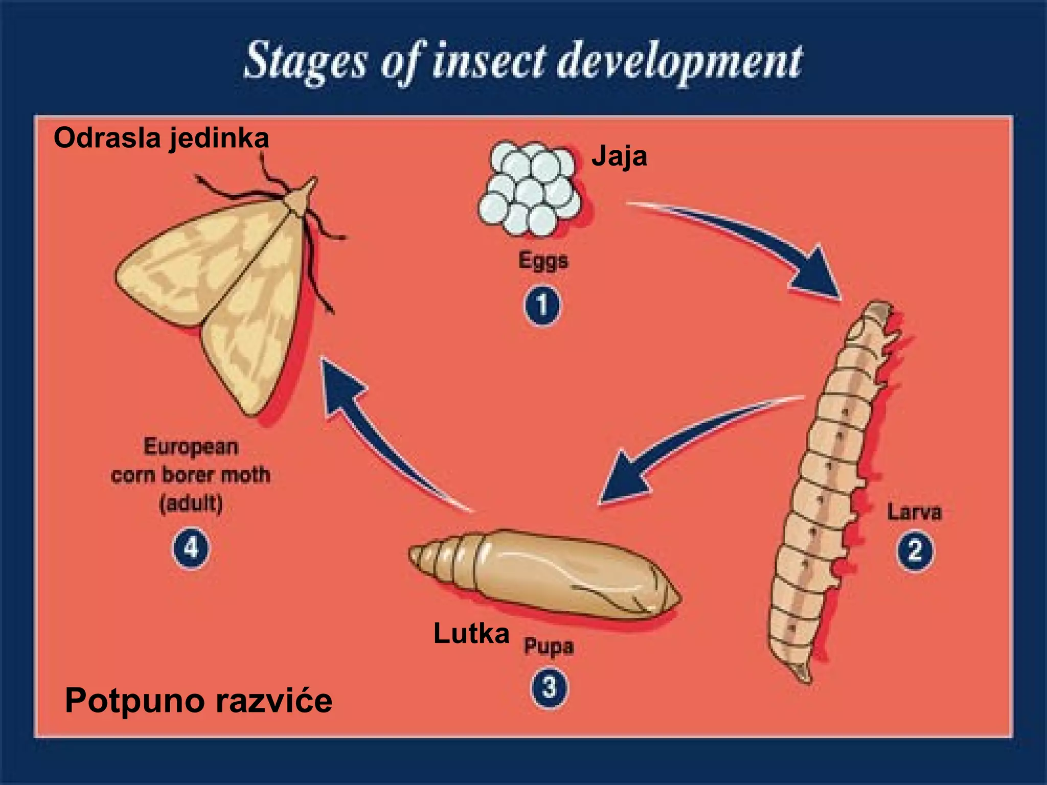 Insekti - opšte odlike | PPT