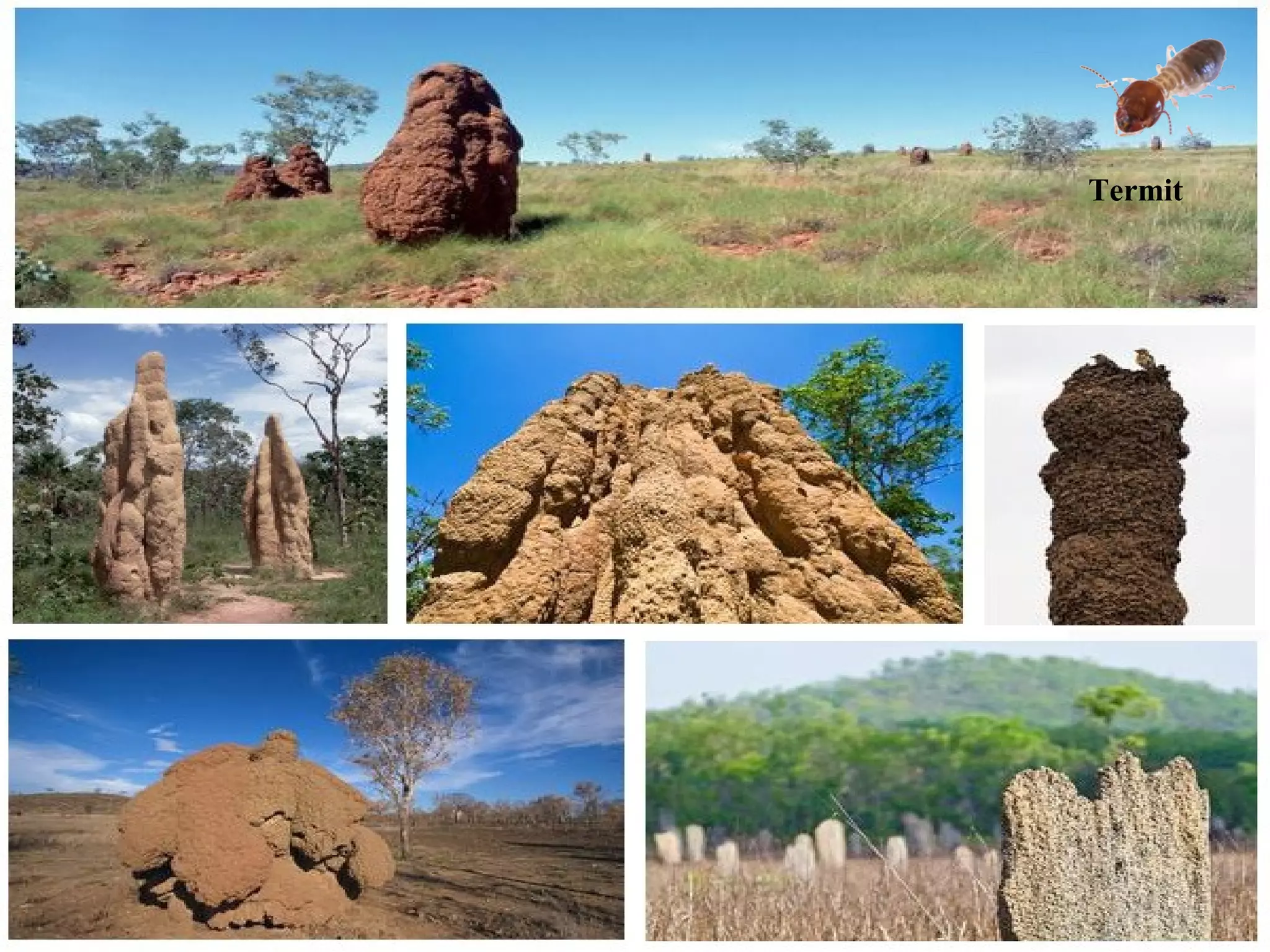 Insekti - opšte odlike | PPT