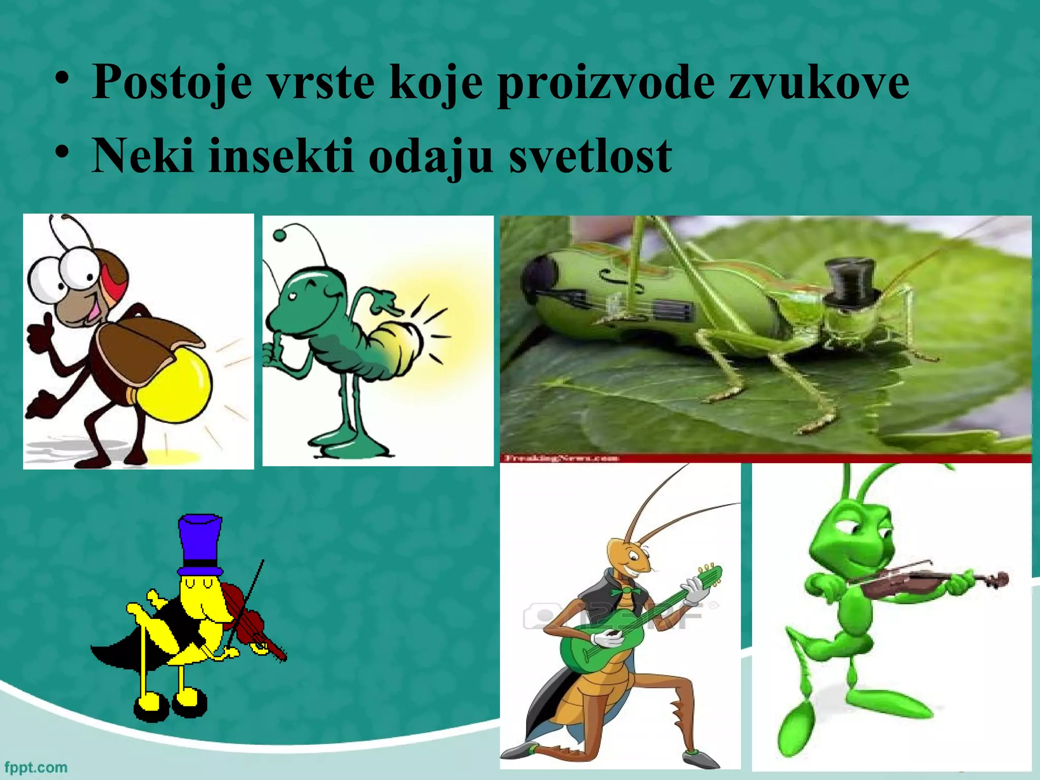 Insekti - opšte odlike | PPT
