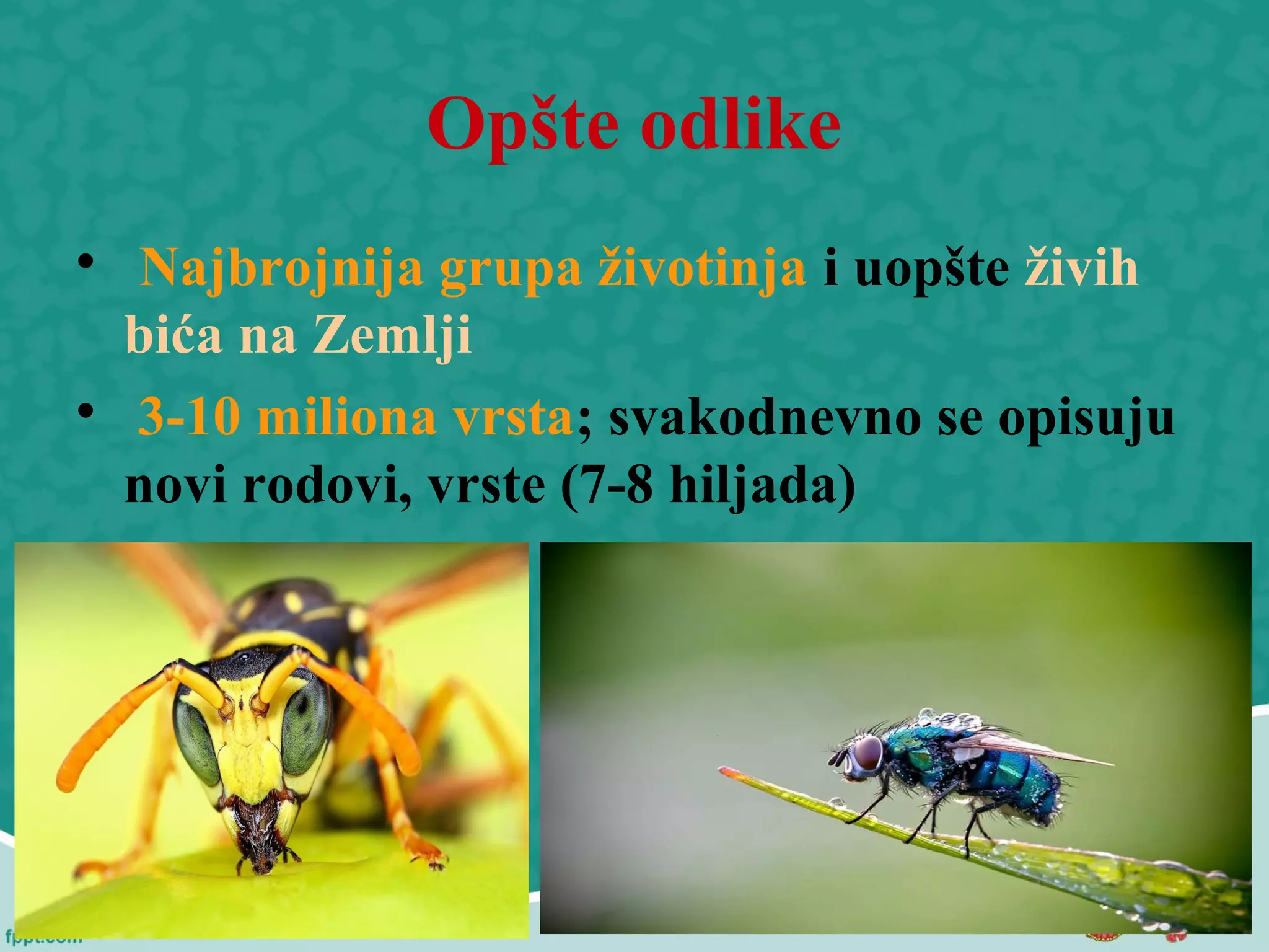 Insekti - opšte odlike | PPT