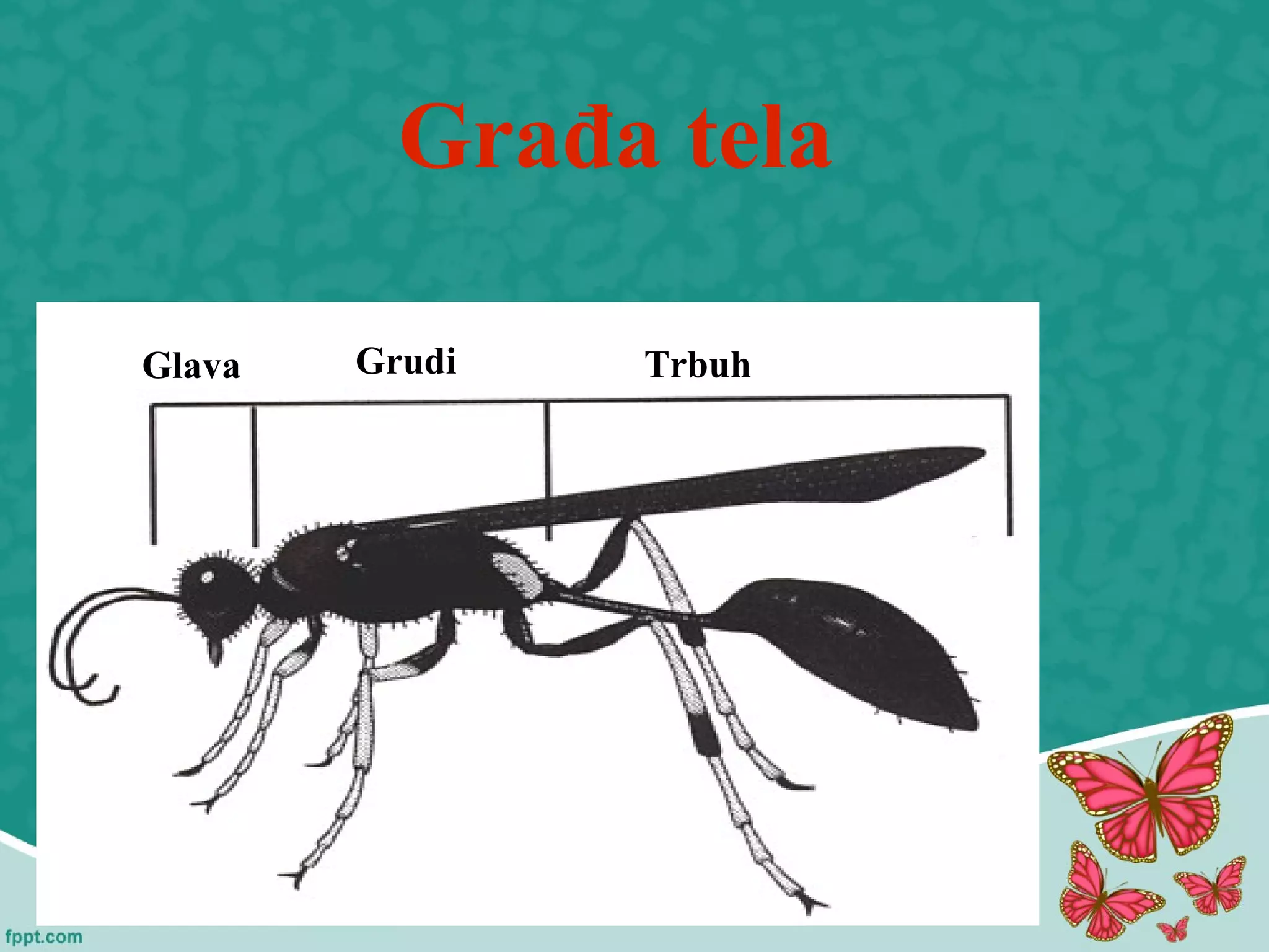 Insekti - opšte odlike | PPT