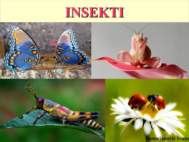 Insekti - opšte odlike | PPT
