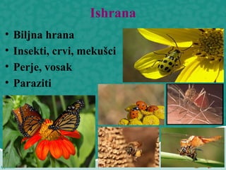 Insekti - opšte odlike | PPT