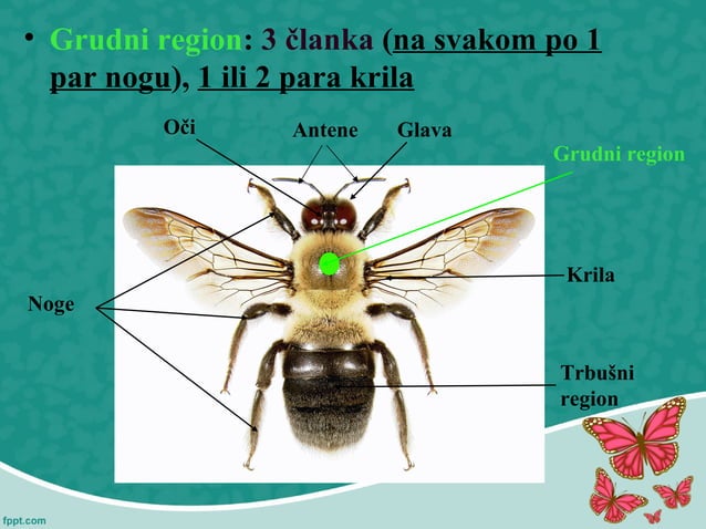Insekti - opšte odlike | PPT