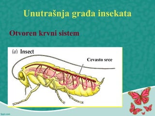 Insekti - opšte odlike | PPT
