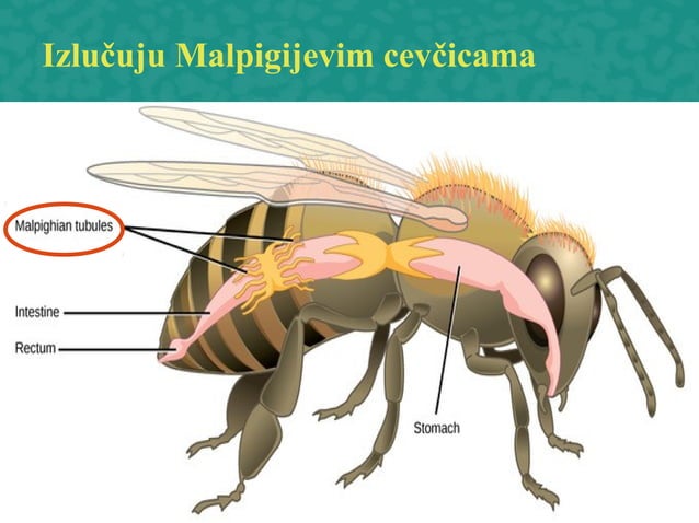 Insekti - opšte odlike | PPT