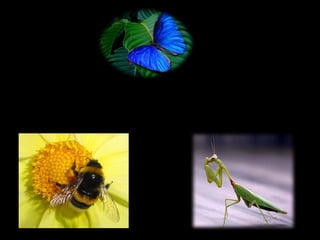 insekti, građa i razmnožavanje prezentacija.pptx