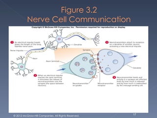 Health and Wellness Chapter 3 | PPT