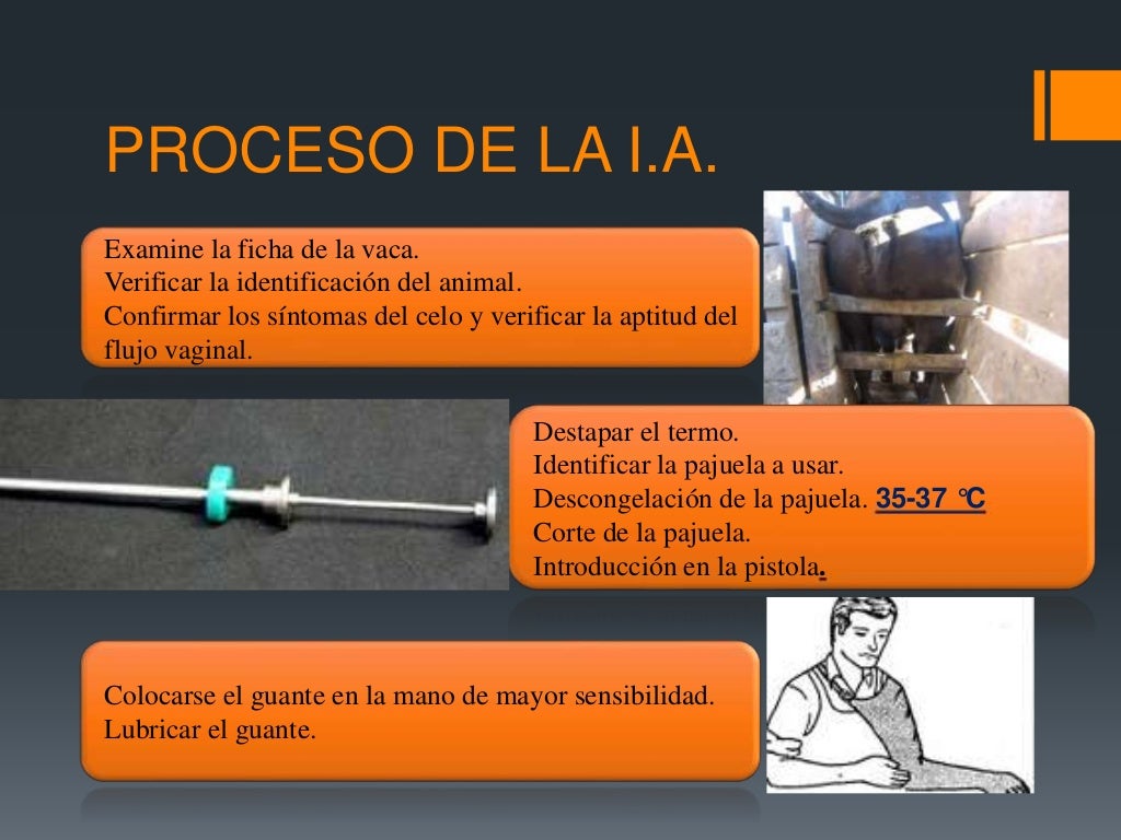 Inseminacion Artificial Bovina