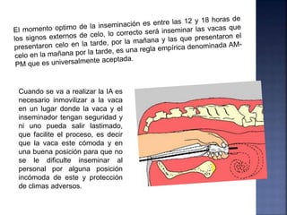 Inseminacionartificialenbovinos 121202160848-phpapp01 | PPTX