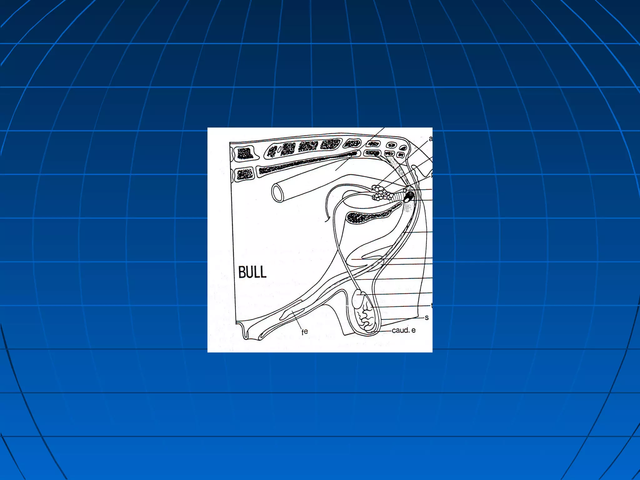 Inseminasi buatan pada sapi | PPT