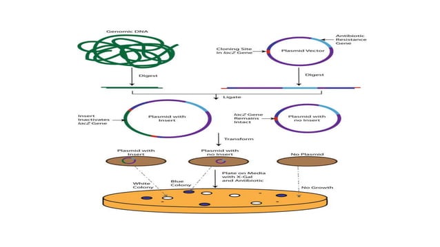 Insertional inactivation | PPTX | Biotech and Biomedical Industry ...