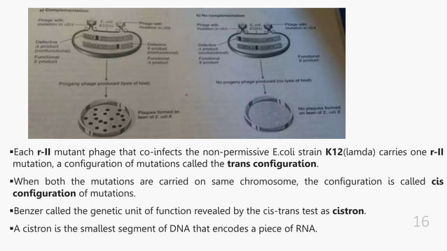 INSERTIONAL INACTIVATION AND COMPLEMENTATION OF DEFINED MUTATION (1).pptx
