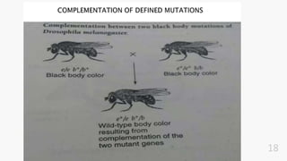 INSERTIONAL INACTIVATION AND COMPLEMENTATION OF DEFINED MUTATION (1).pptx