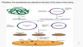INSERTIONAL INACTIVATION AND COMPLEMENTATION OF DEFINED MUTATION (1).pptx