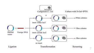 INSERTIONAL INACTIVATION AND COMPLEMENTATION OF DEFINED MUTATION (1).pptx