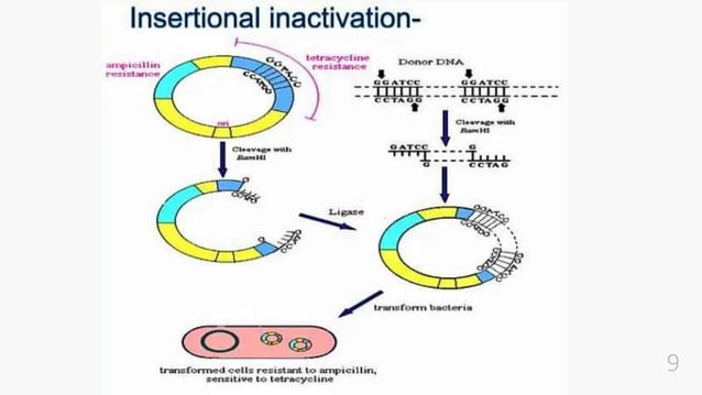 INSERTIONAL INACTIVATION AND COMPLEMENTATION OF DEFINED MUTATION (1).pptx