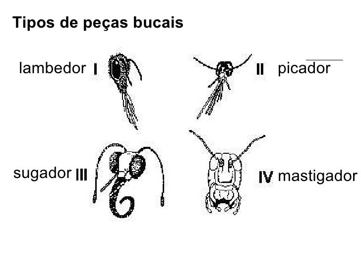 Diagrama De Inseto