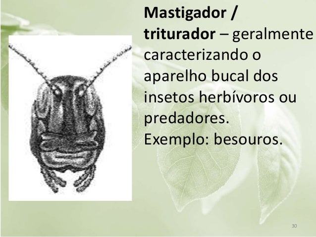 Artrópodes: Insetos