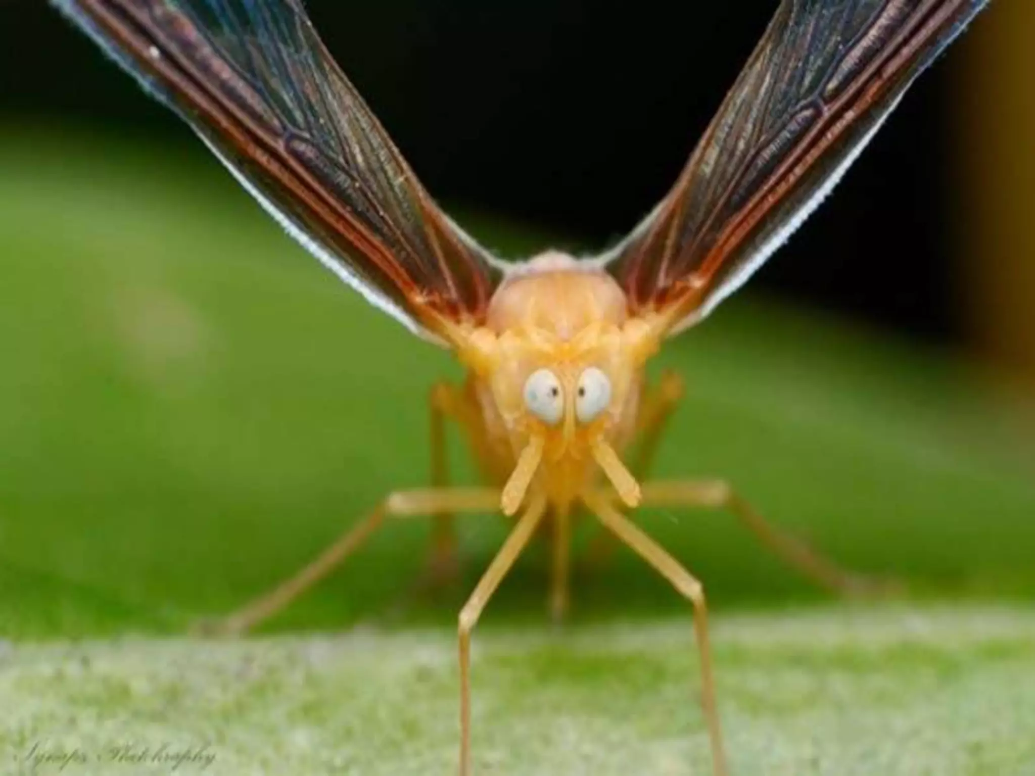 Insetos - Fotos de Insetos | PPSX