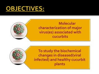 characterization of major virus.pptx