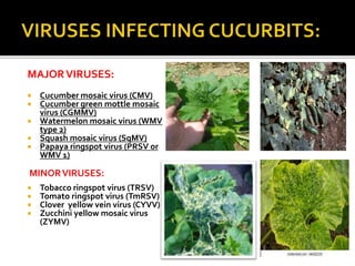 characterization of major virus.pptx