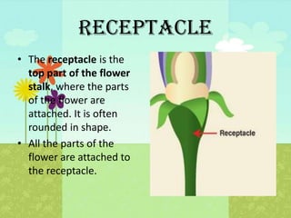 Inside a flower | PPTX