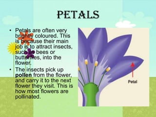 Inside a flower | PPTX