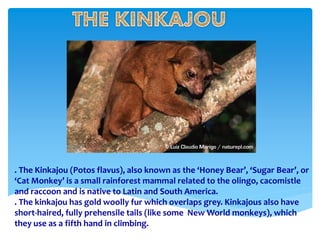 Inside the amazon | PPT