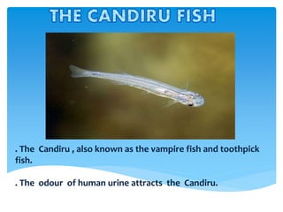 Inside the amazon | PPT