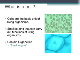 Inside the cell | PPT